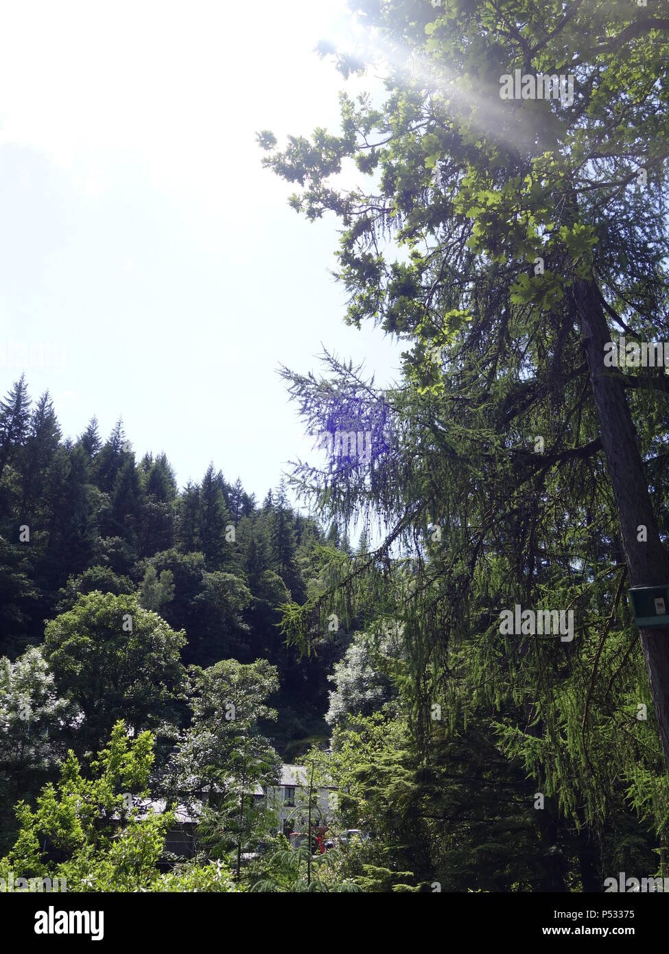 natural landscape and trees Stock Photo - Alamy