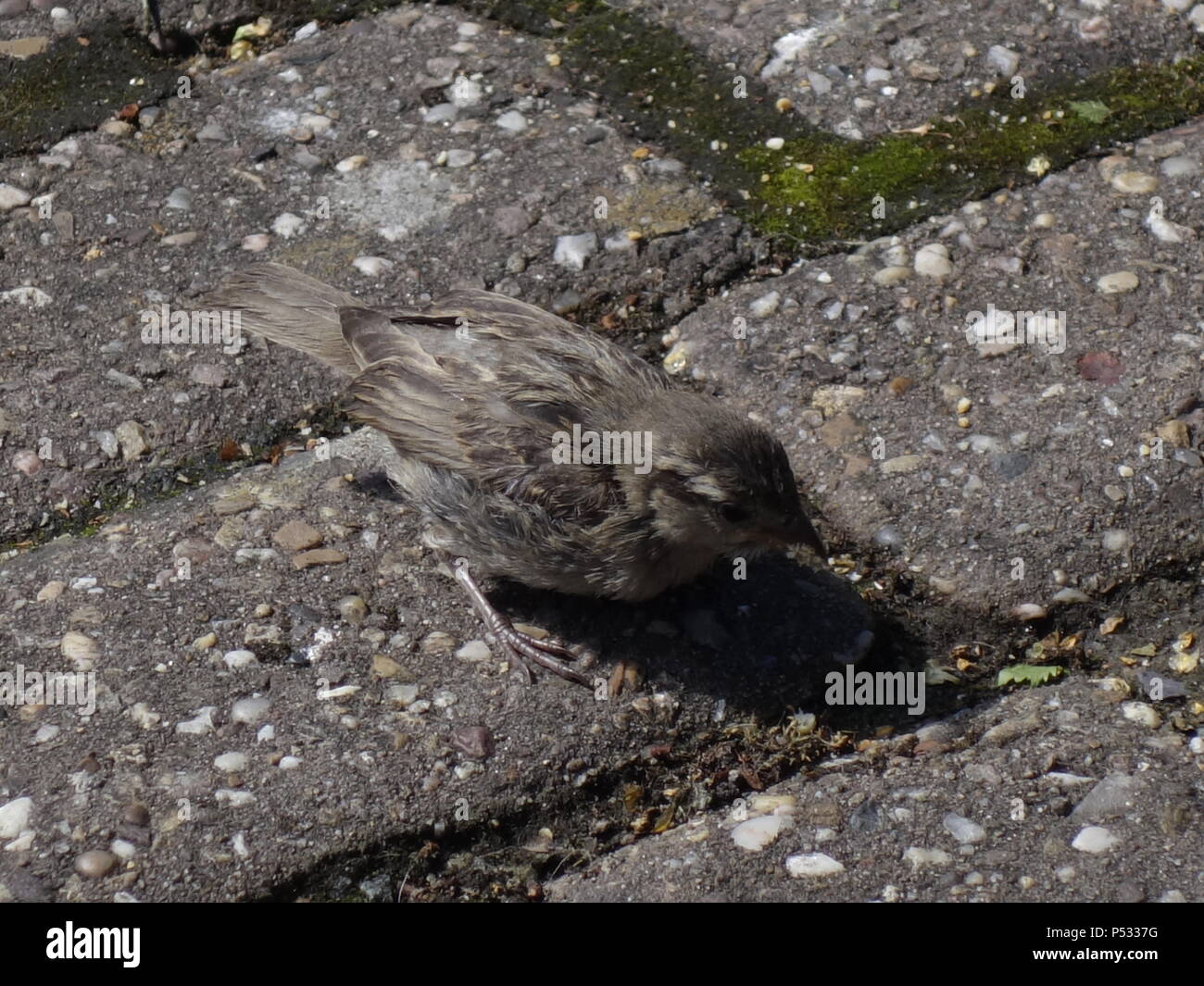 A common Sparrow Family Stock Photo - Alamy