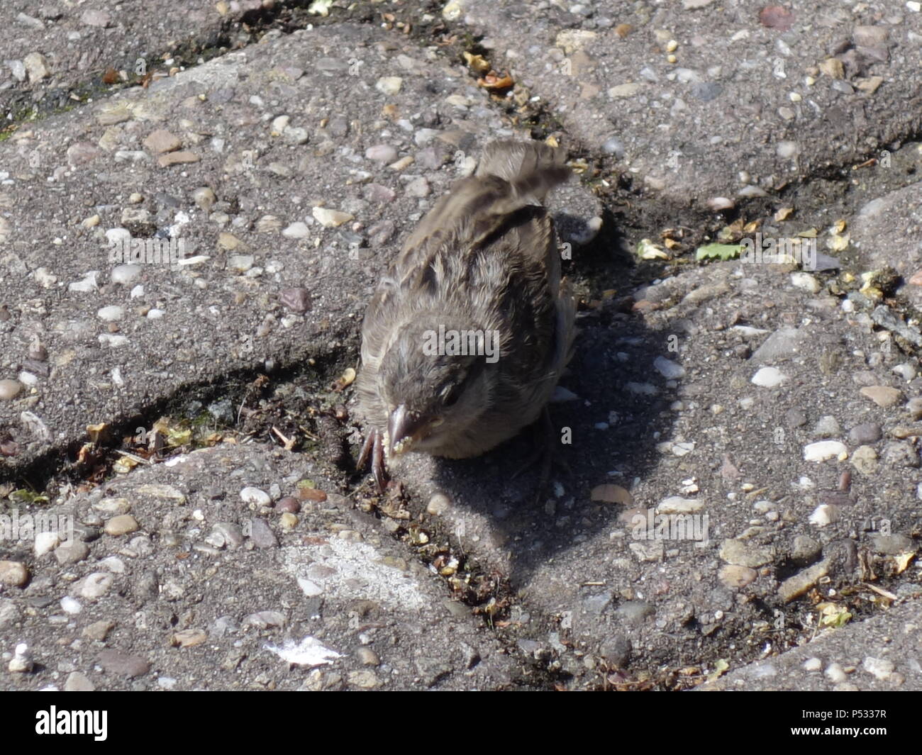 A common Sparrow Family Stock Photo - Alamy