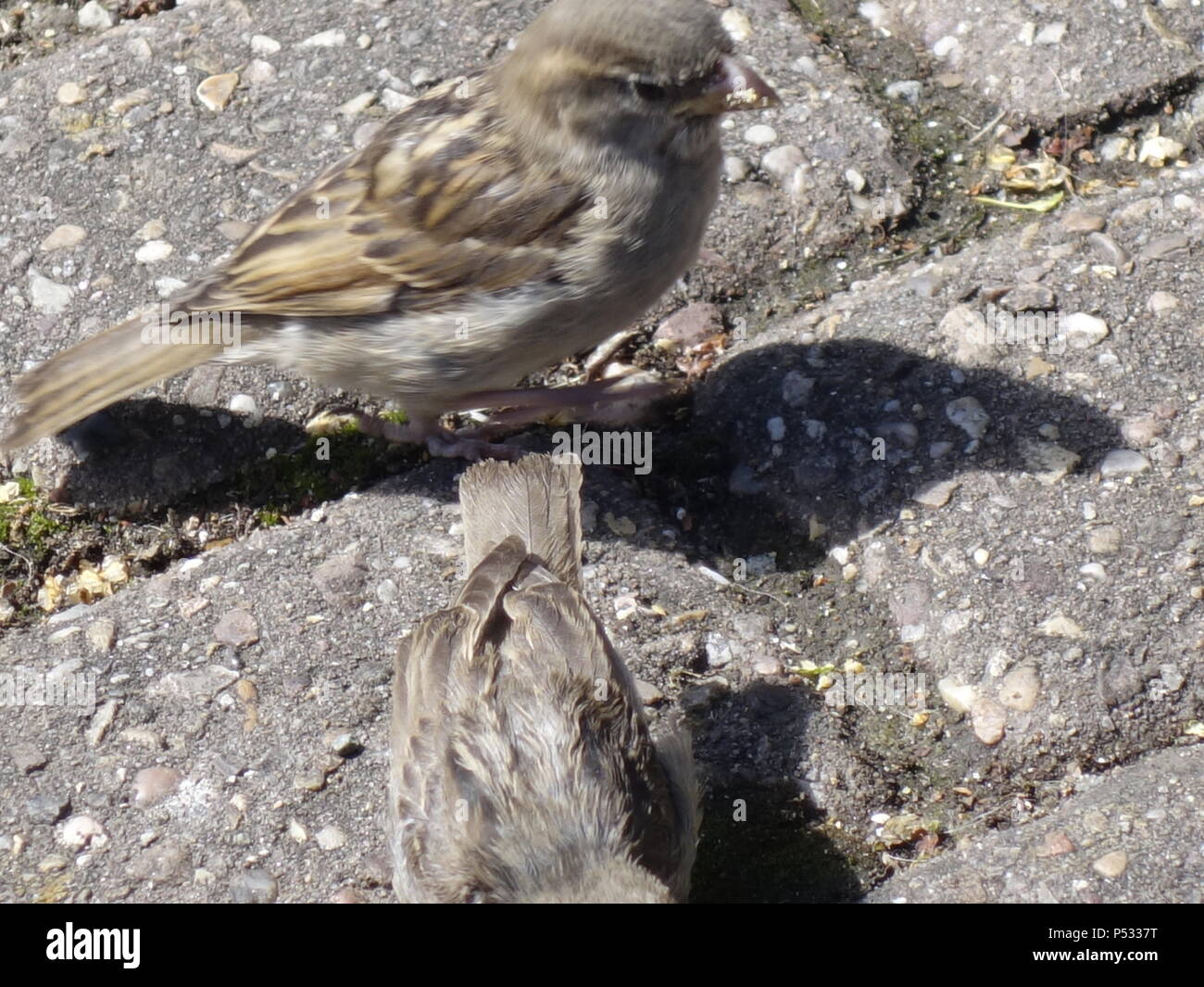 A common Sparrow Family Stock Photo - Alamy