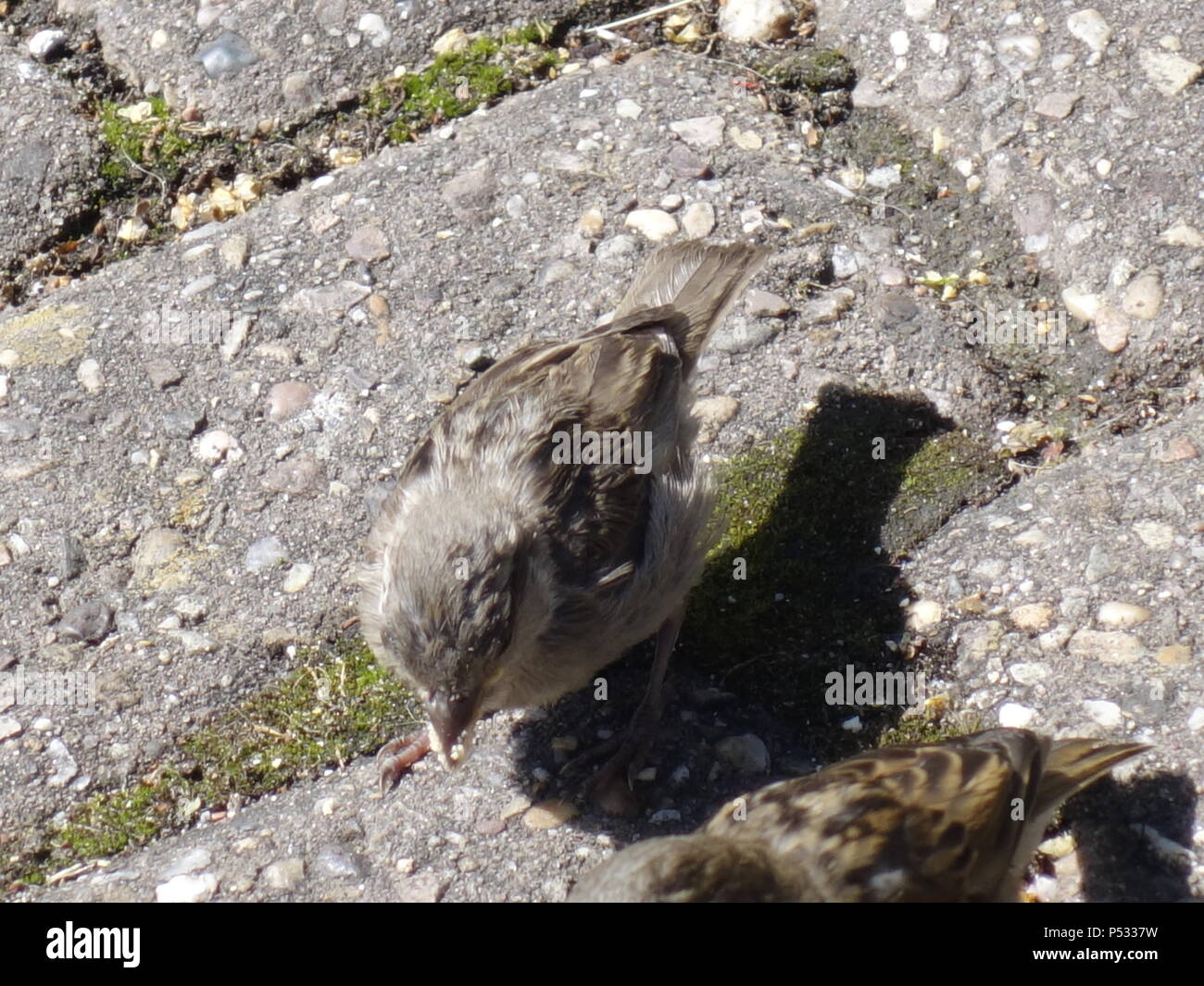 Sparrow family hi-res stock photography and images - Alamy
