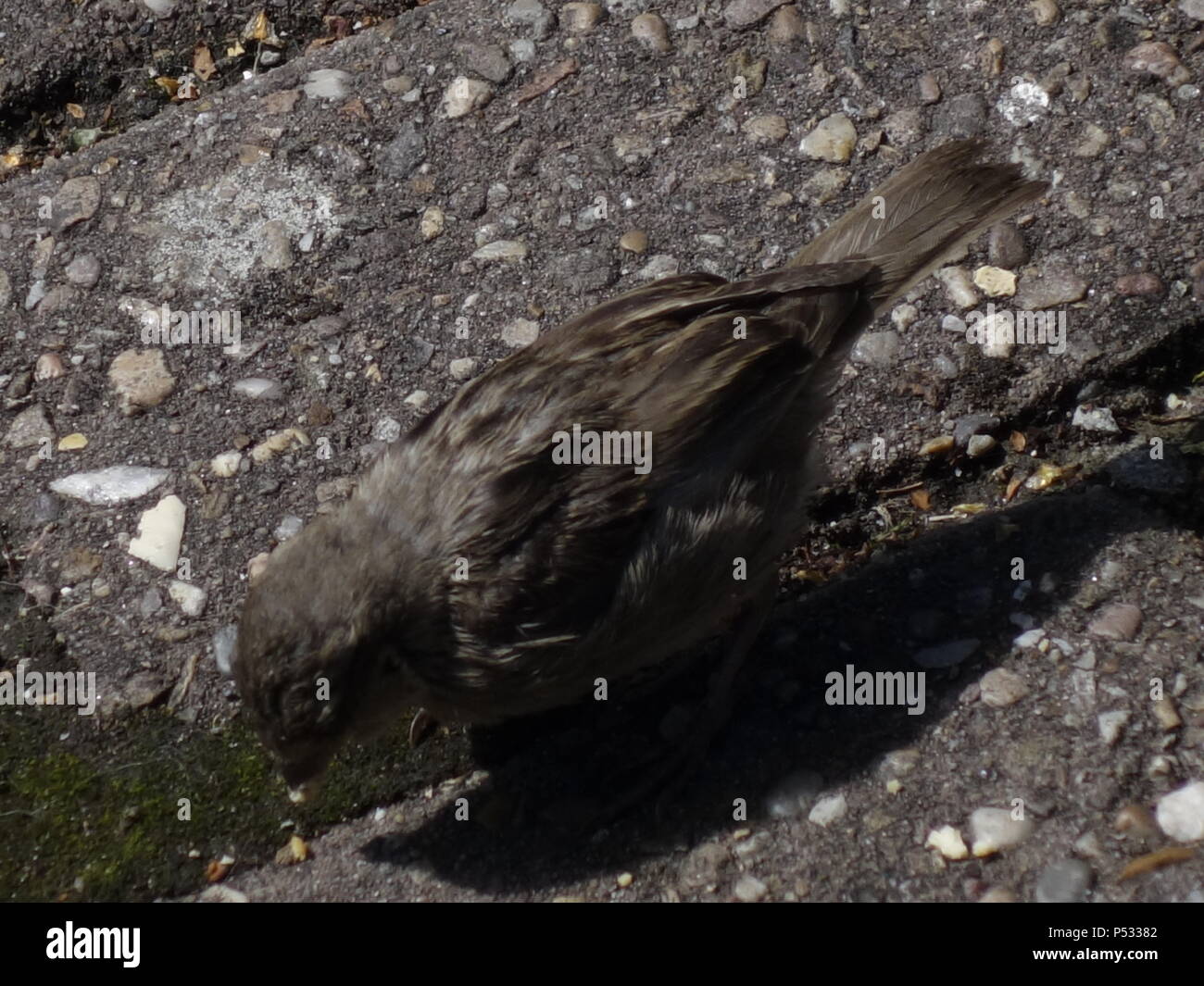 A common Sparrow Family Stock Photo - Alamy