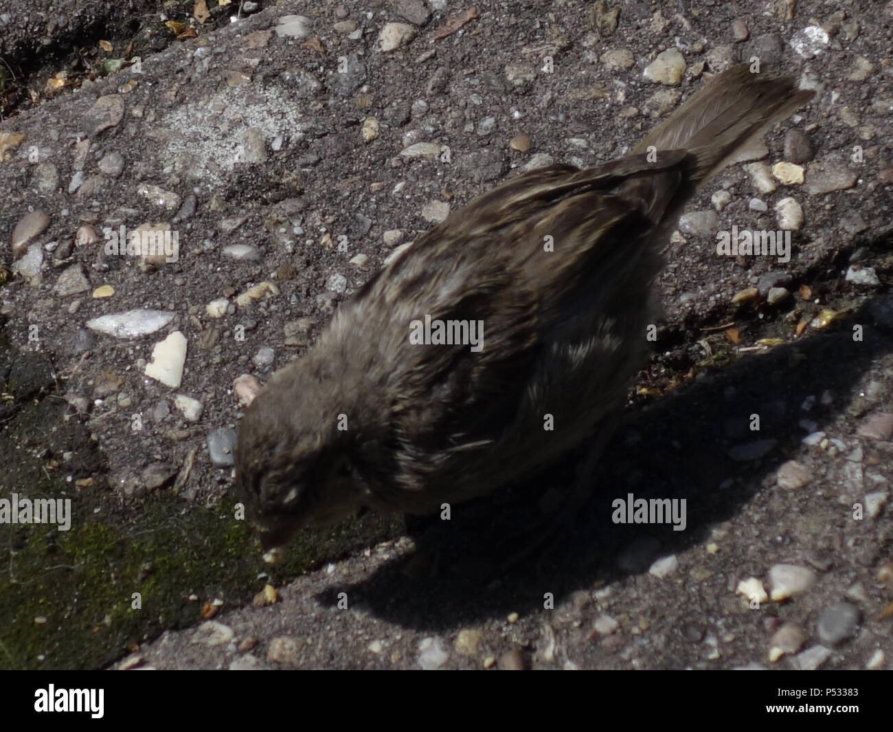 A common Sparrow Family Stock Photo - Alamy
