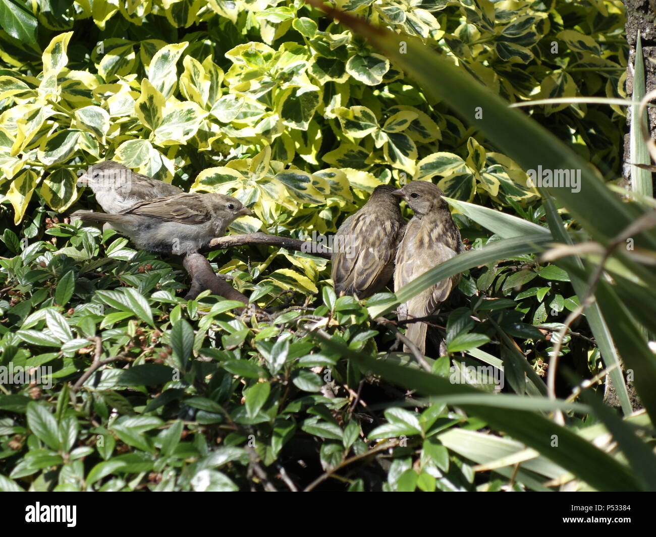 A common Sparrow Family Stock Photo - Alamy