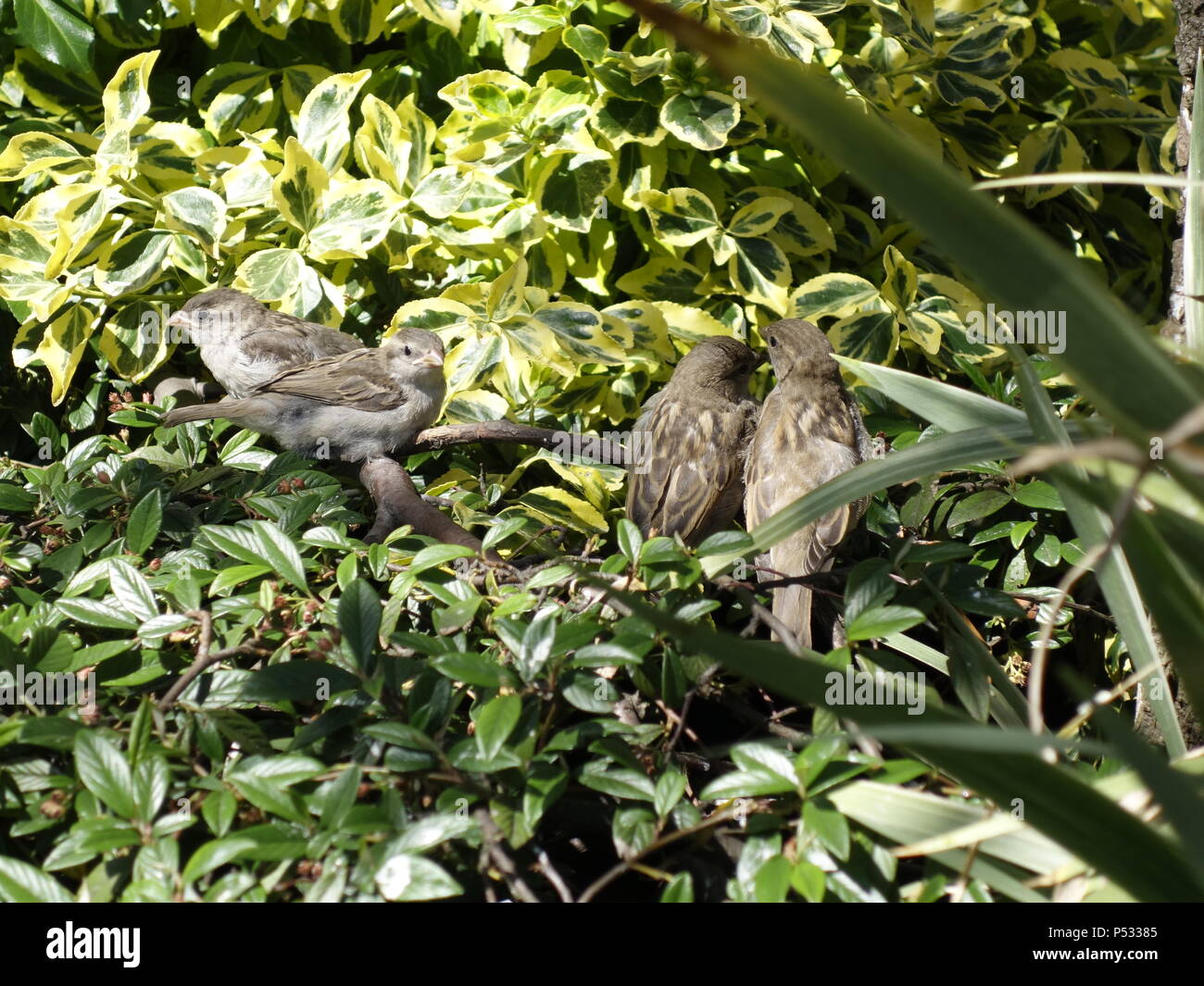 A common Sparrow Family Stock Photo - Alamy