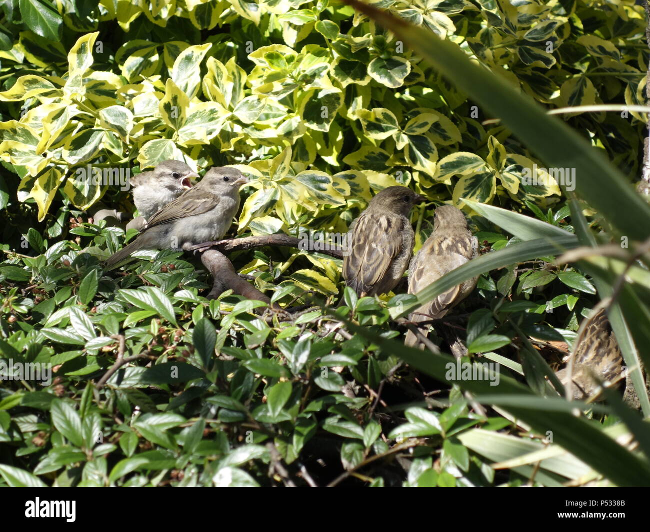 A common Sparrow Family Stock Photo - Alamy