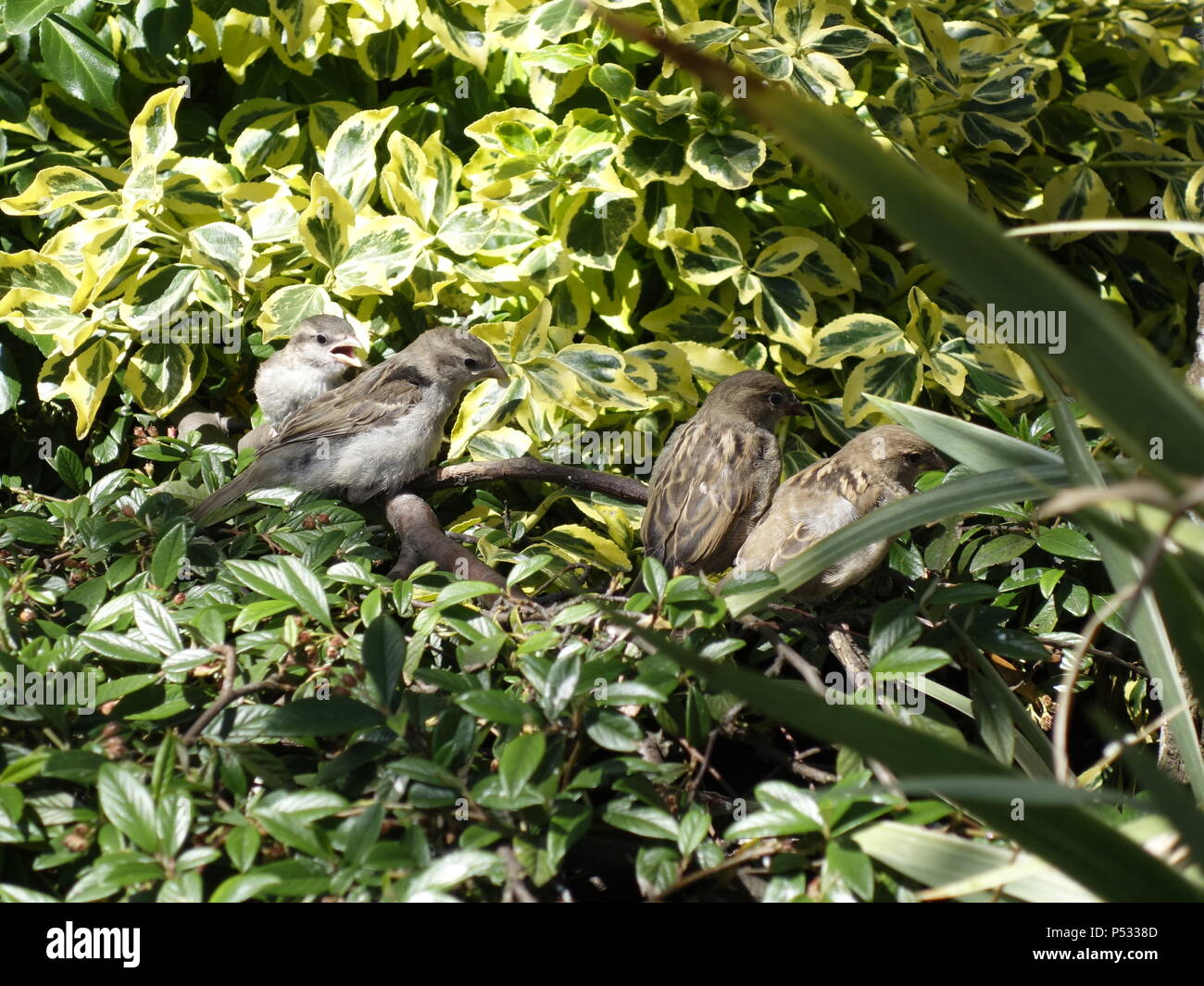 A common Sparrow Family Stock Photo - Alamy