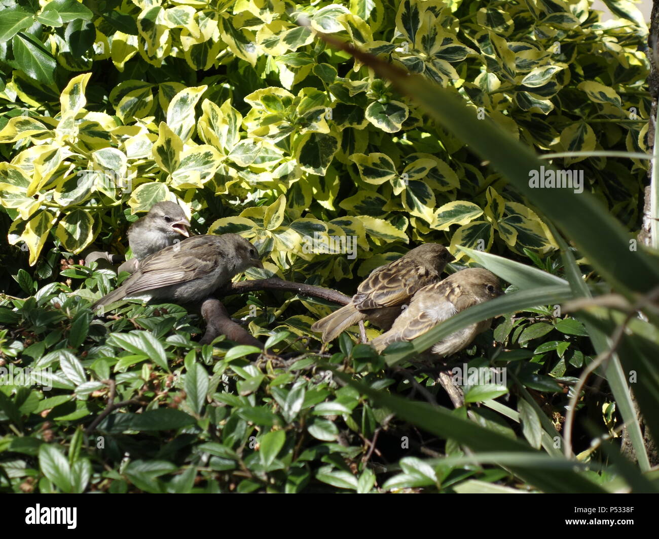 A common Sparrow Family Stock Photo - Alamy