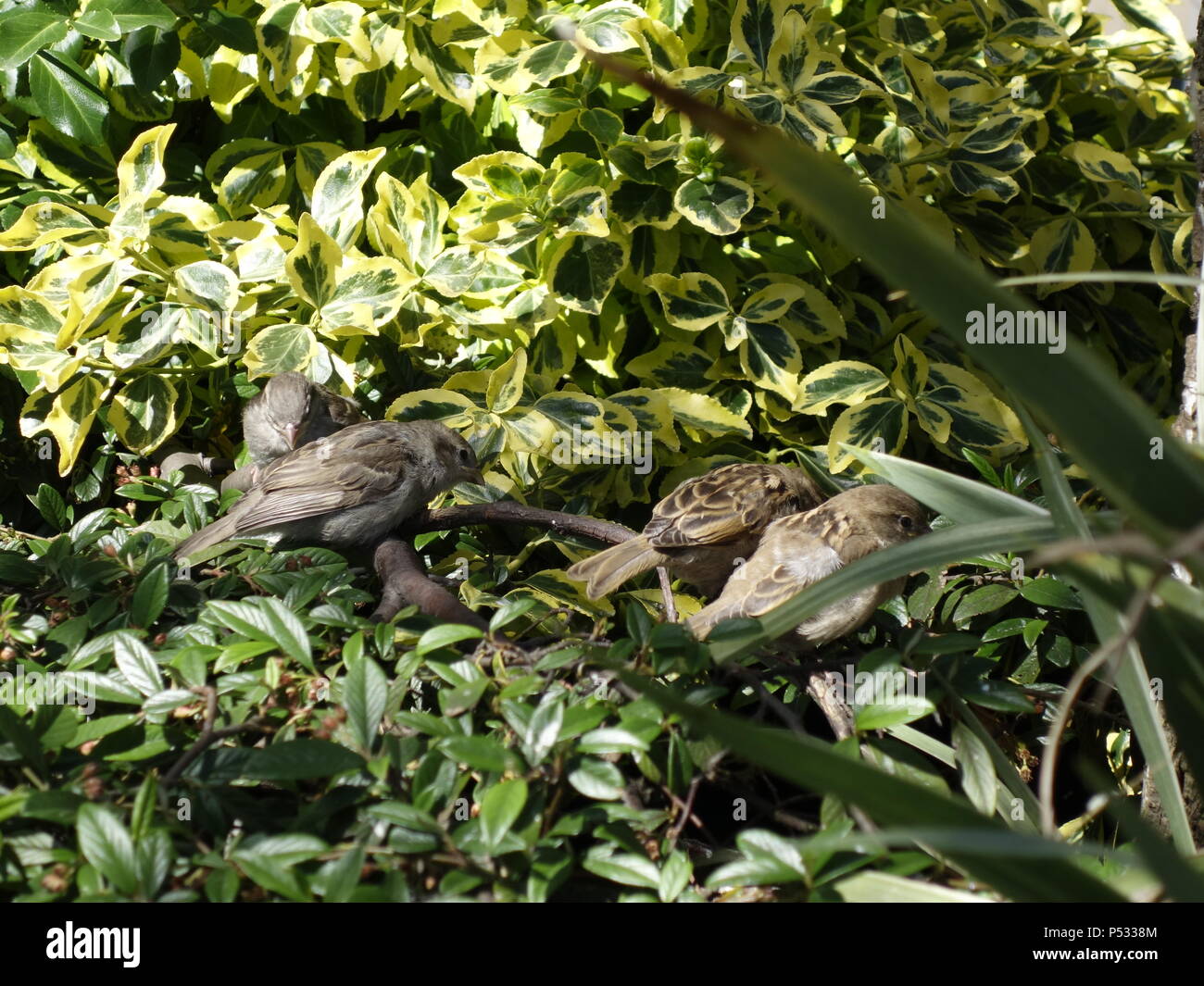 A common Sparrow Family Stock Photo - Alamy