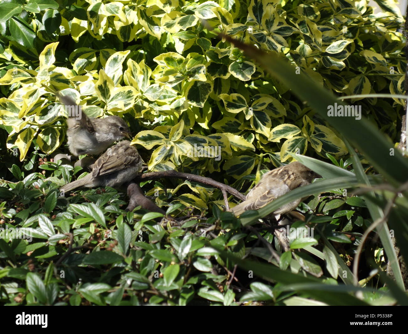 A common Sparrow Family Stock Photo - Alamy