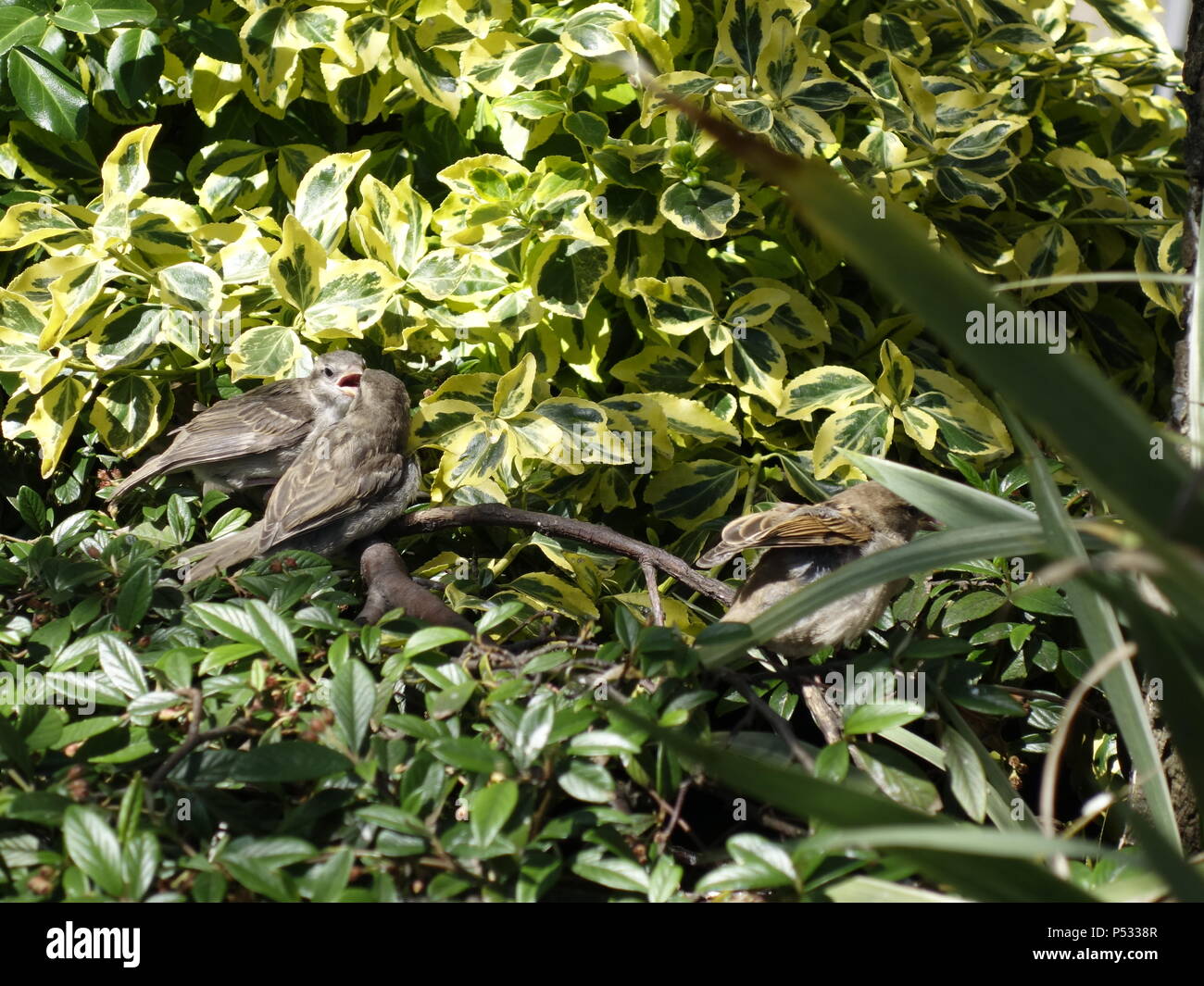 A common Sparrow Family Stock Photo - Alamy