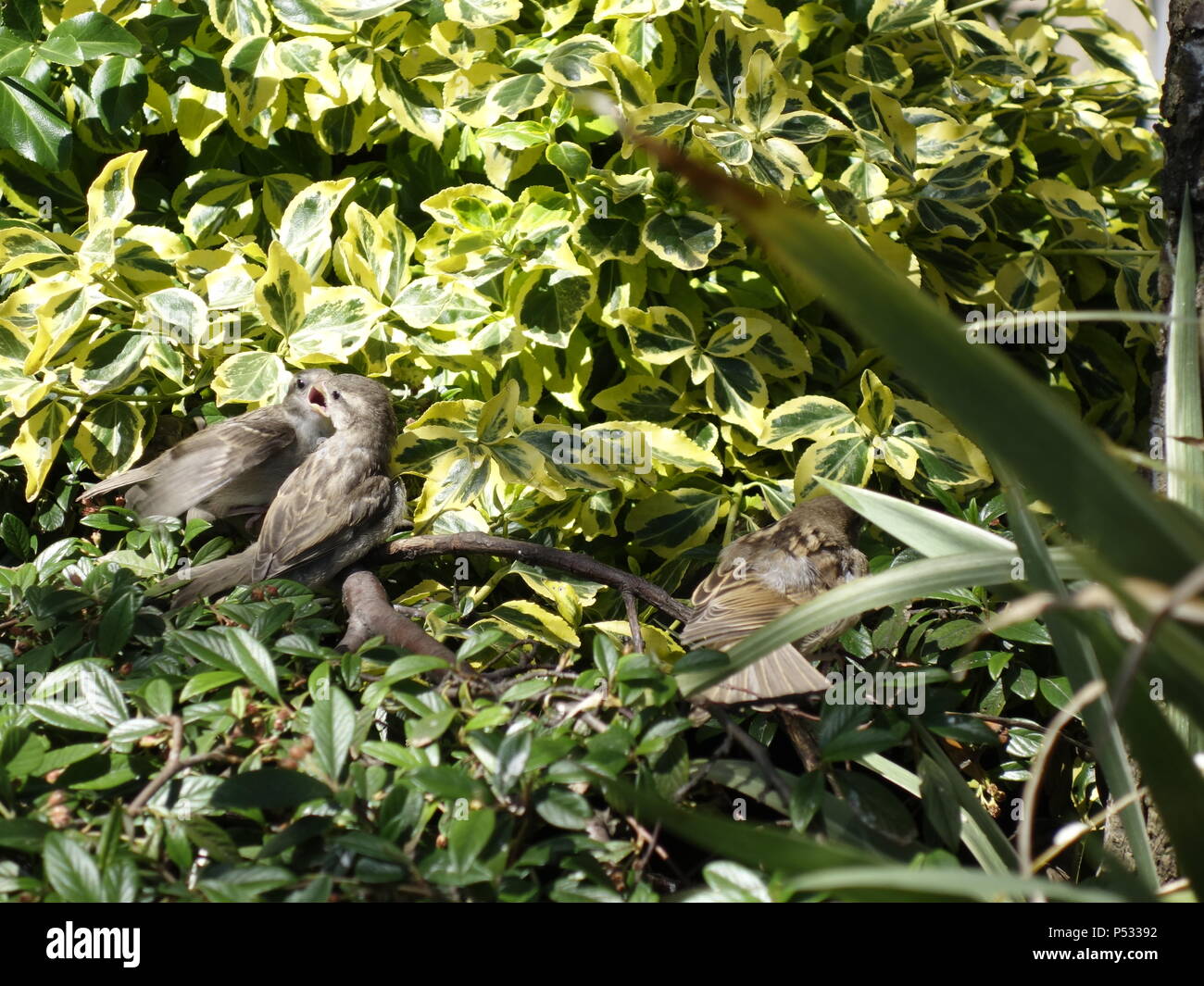 A common Sparrow Family Stock Photo - Alamy
