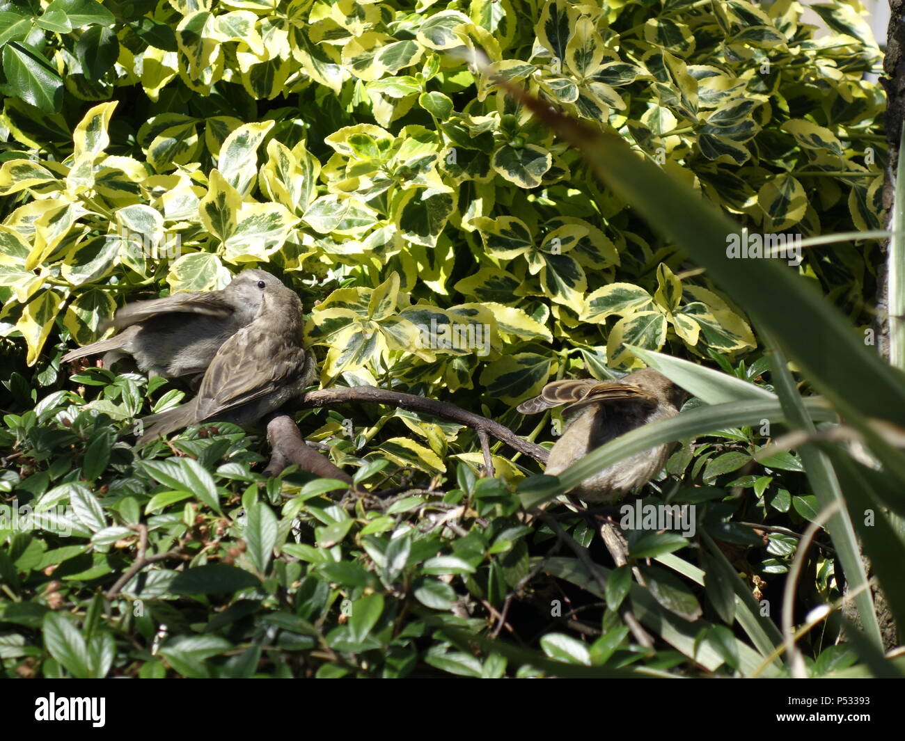 A common Sparrow Family Stock Photo - Alamy