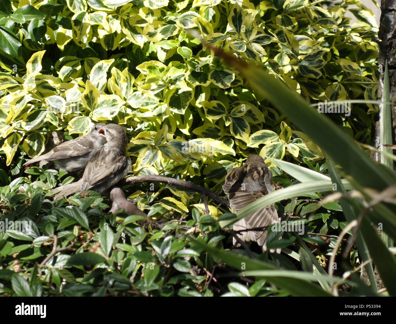 Sparrow family hi-res stock photography and images - Alamy