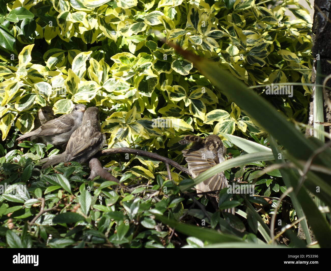 A common Sparrow Family Stock Photo - Alamy