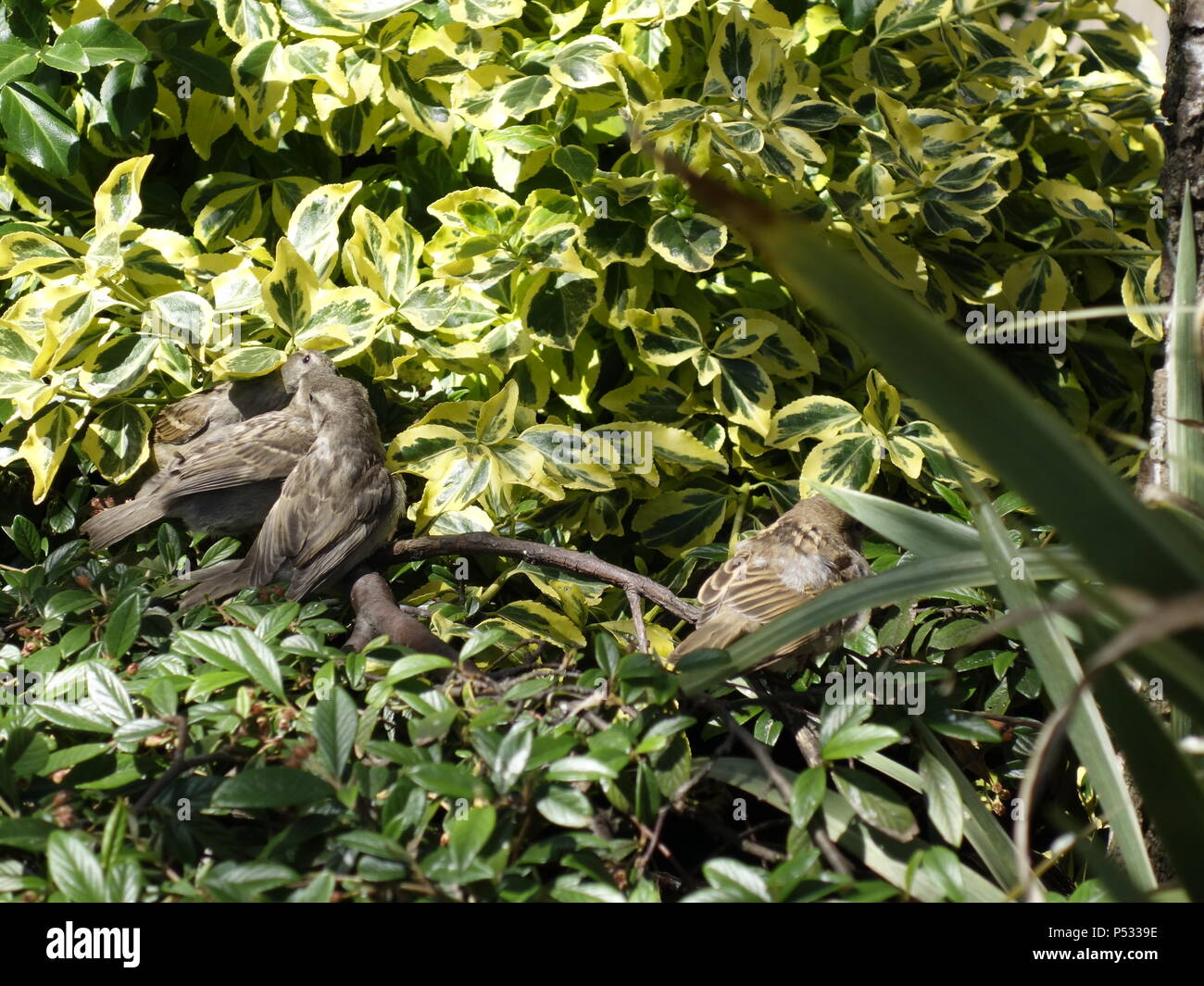 A common Sparrow Family Stock Photo - Alamy