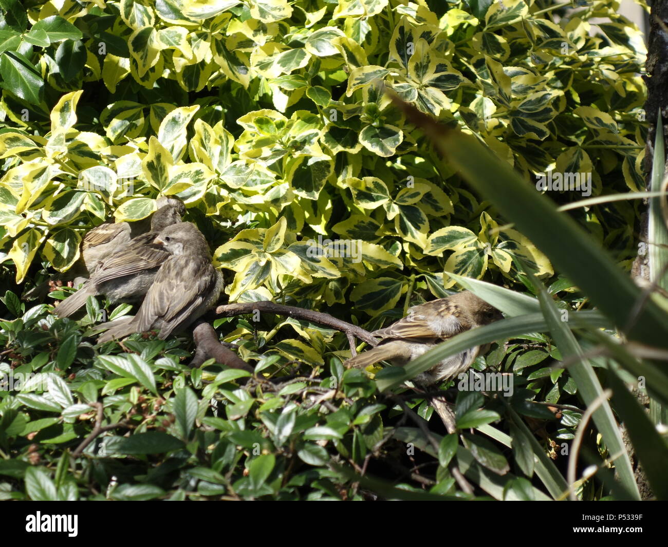 A common Sparrow Family Stock Photo - Alamy