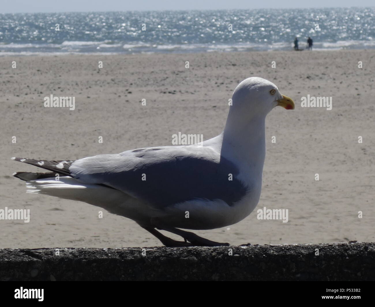 photograph of a seagull European Herring Gull Stock Photo - Alamy