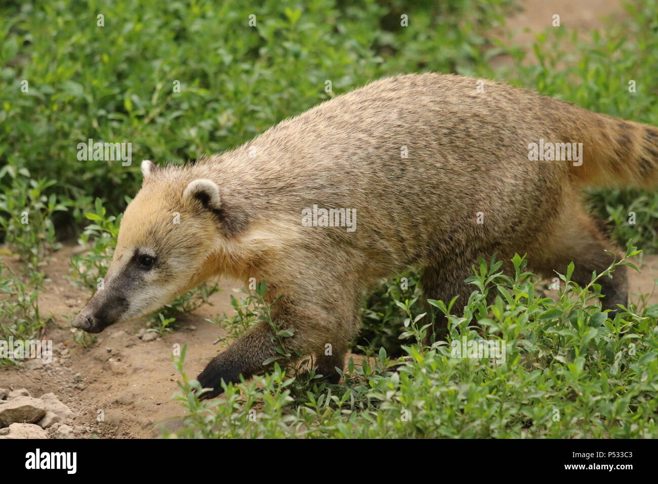 Nasua nasua hunting hi-res stock photography and images - Alamy