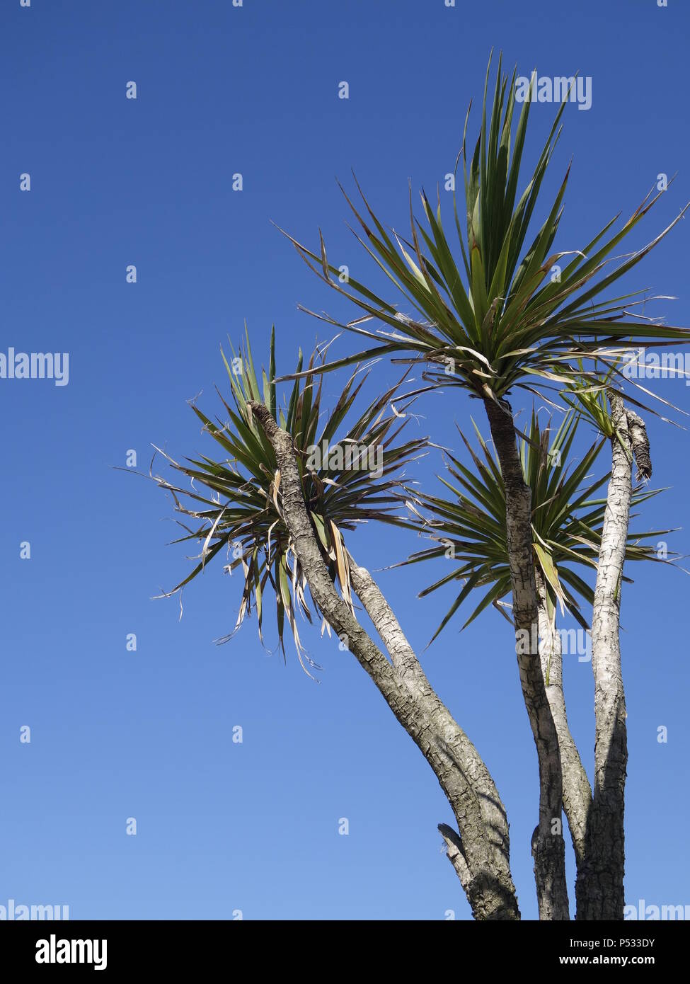 Spiky palm trees hi-res stock photography and images - Alamy
