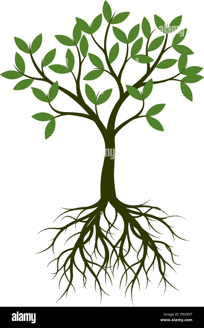 Green Tree with Root. Vector Illustration Stock Vector Image & Art - Alamy