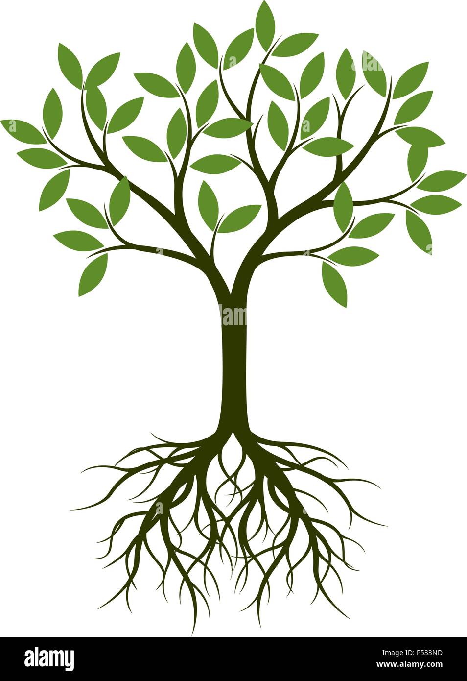 Green Tree with Root. Vector Illustration Stock Vector Image & Art - Alamy