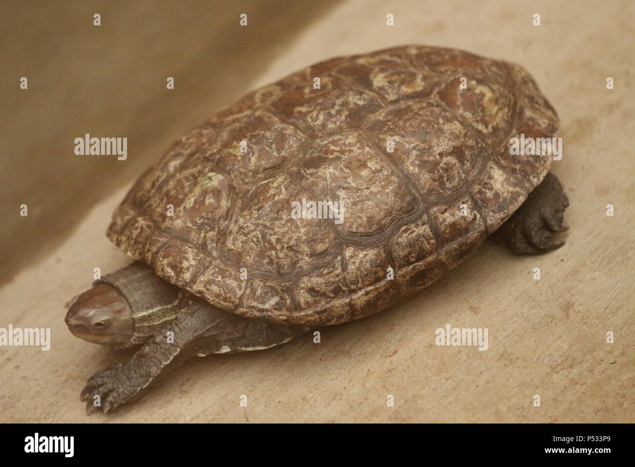 Common slider - Trachemys scripta elegans Stock Photo - Alamy