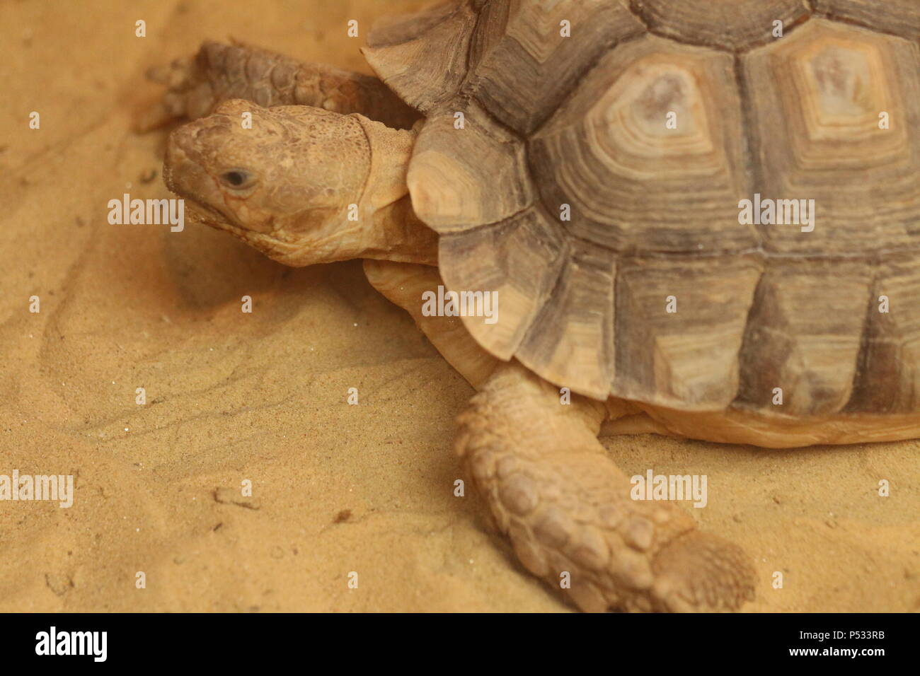 African spurred tortoise - Geochelone sulcata Stock Photo - Alamy