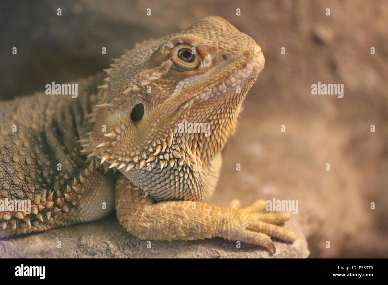 Central Bearded Dragon - Pogona vitticeps Stock Photo - Alamy