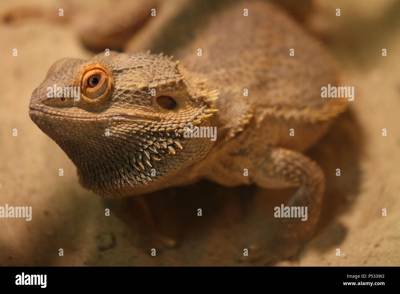 Central Bearded Dragon - Pogona vitticeps Stock Photo - Alamy