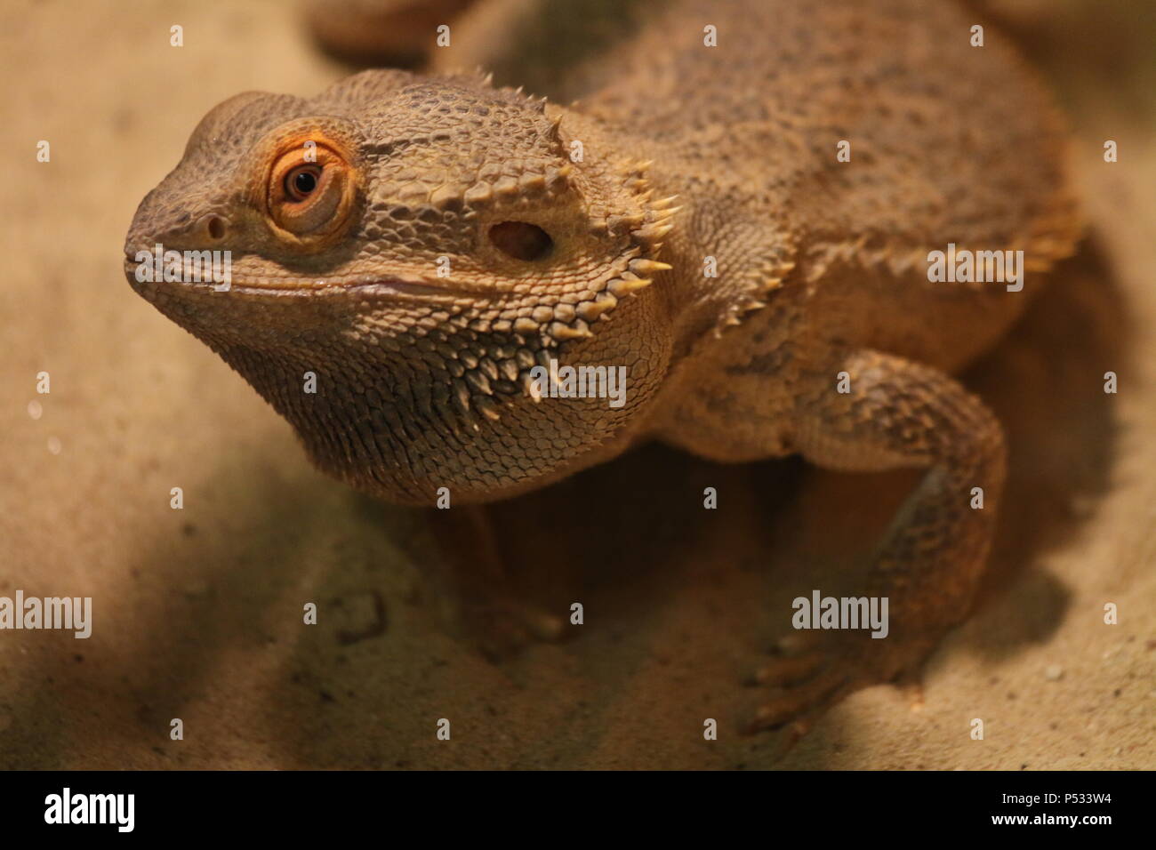 Central Bearded Dragon - Pogona vitticeps Stock Photo - Alamy