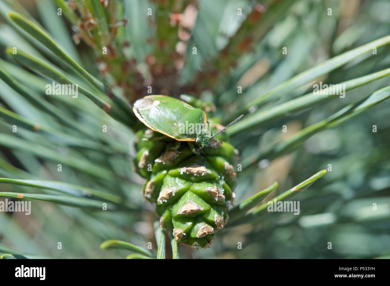 Pine cone bug hi-res stock photography and images - Alamy