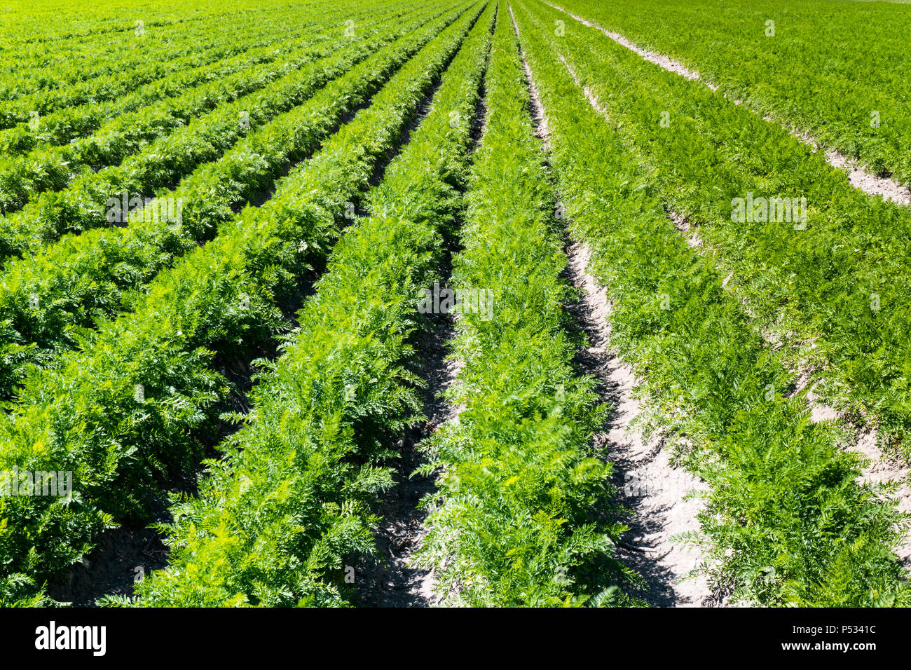 Carrots harvest field tractor hi-res stock photography and images - Alamy