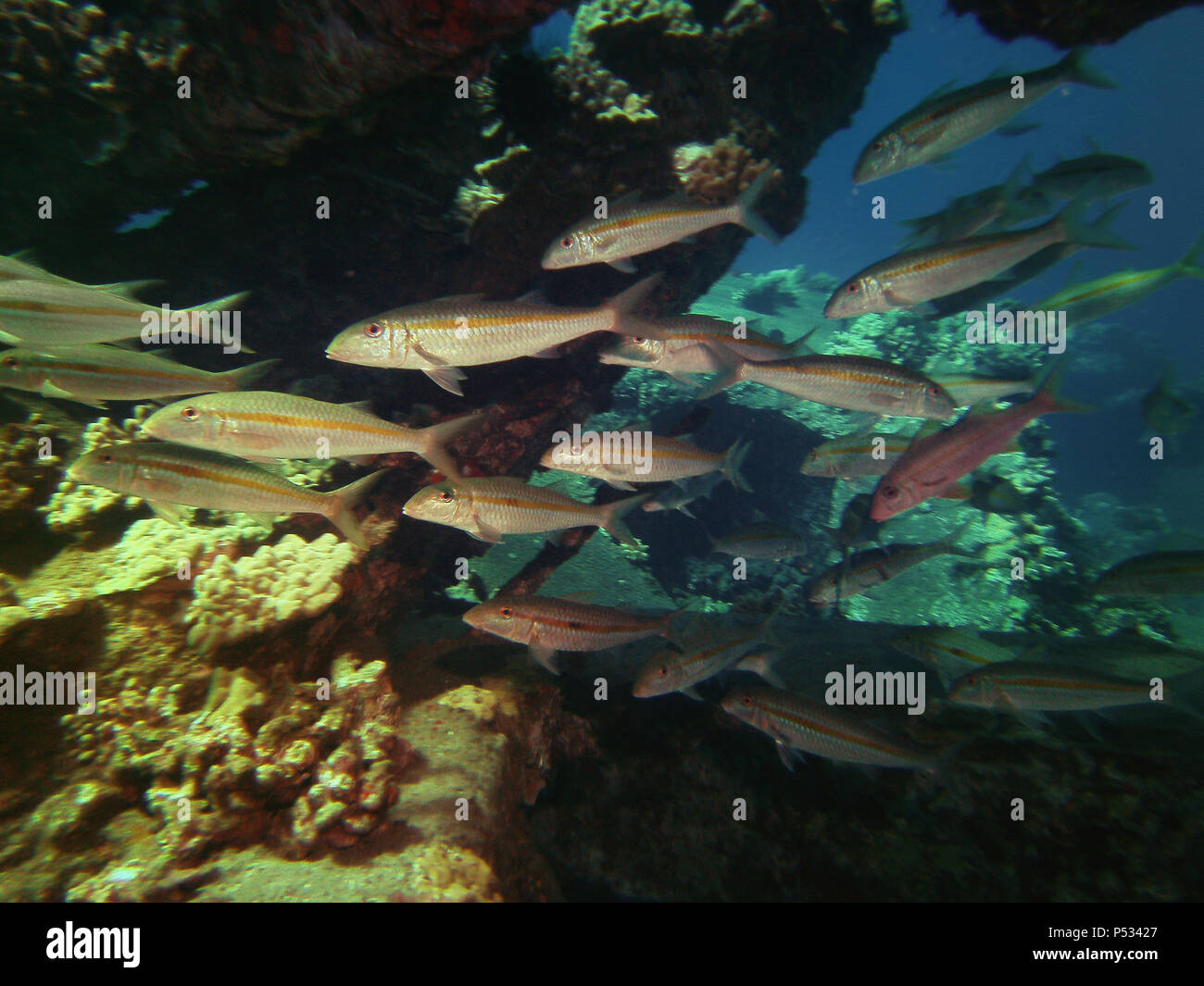 Kauai and underwater hi-res stock photography and images - Alamy