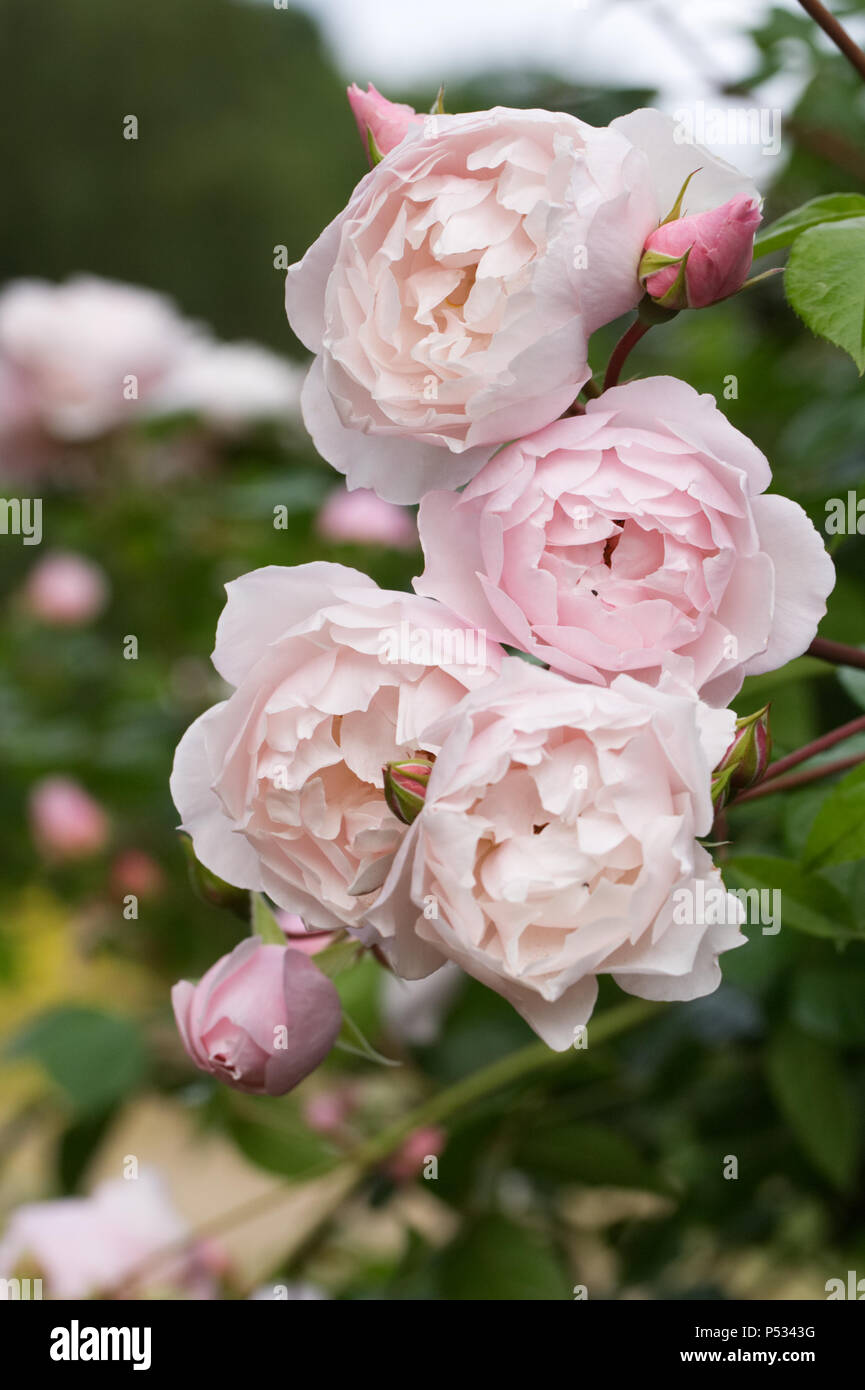 Pink climbing rose hi-res stock photography and images - Alamy