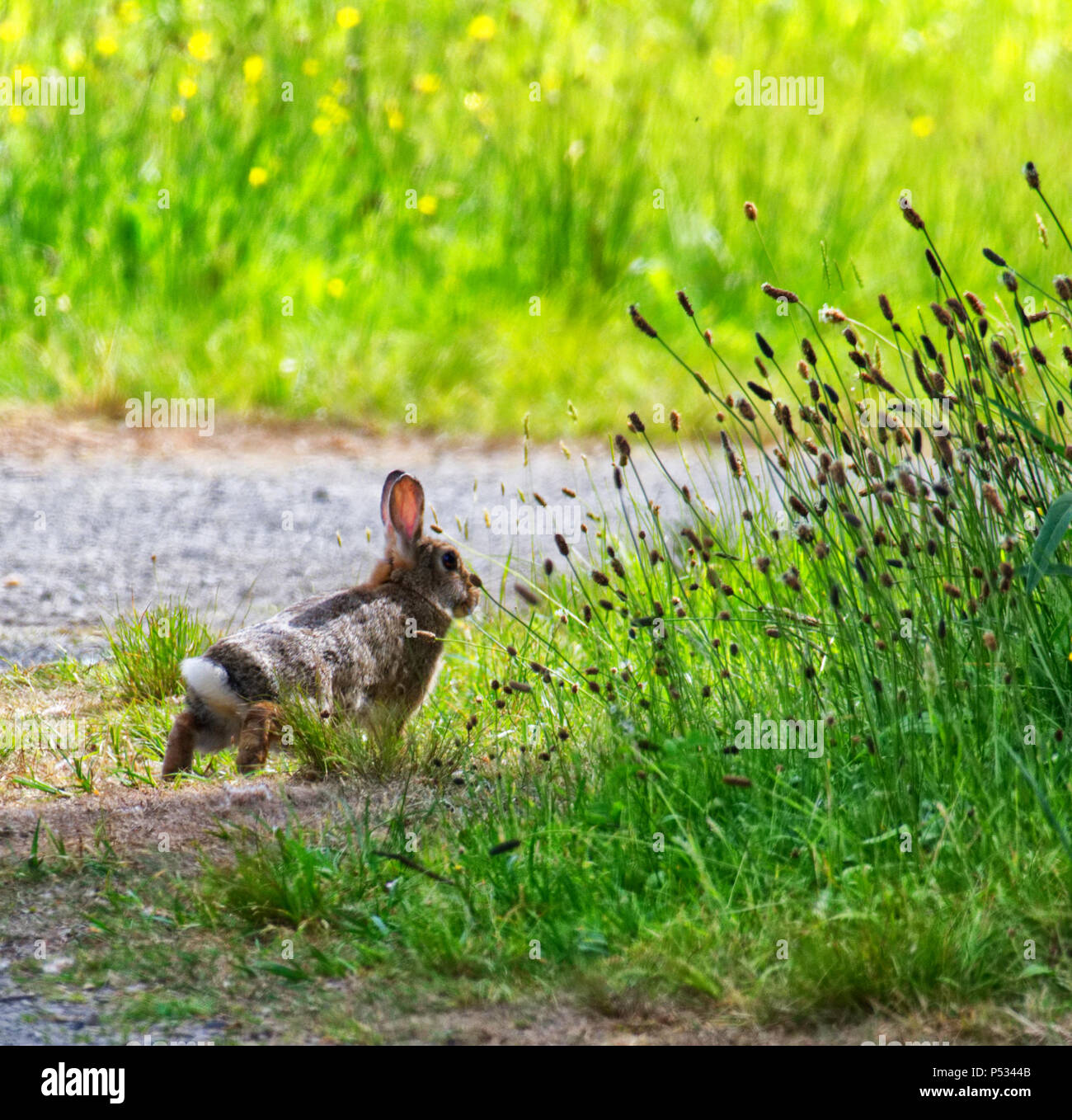 Cottontail Rabbit Running High Resolution Stock Photography and Images ...