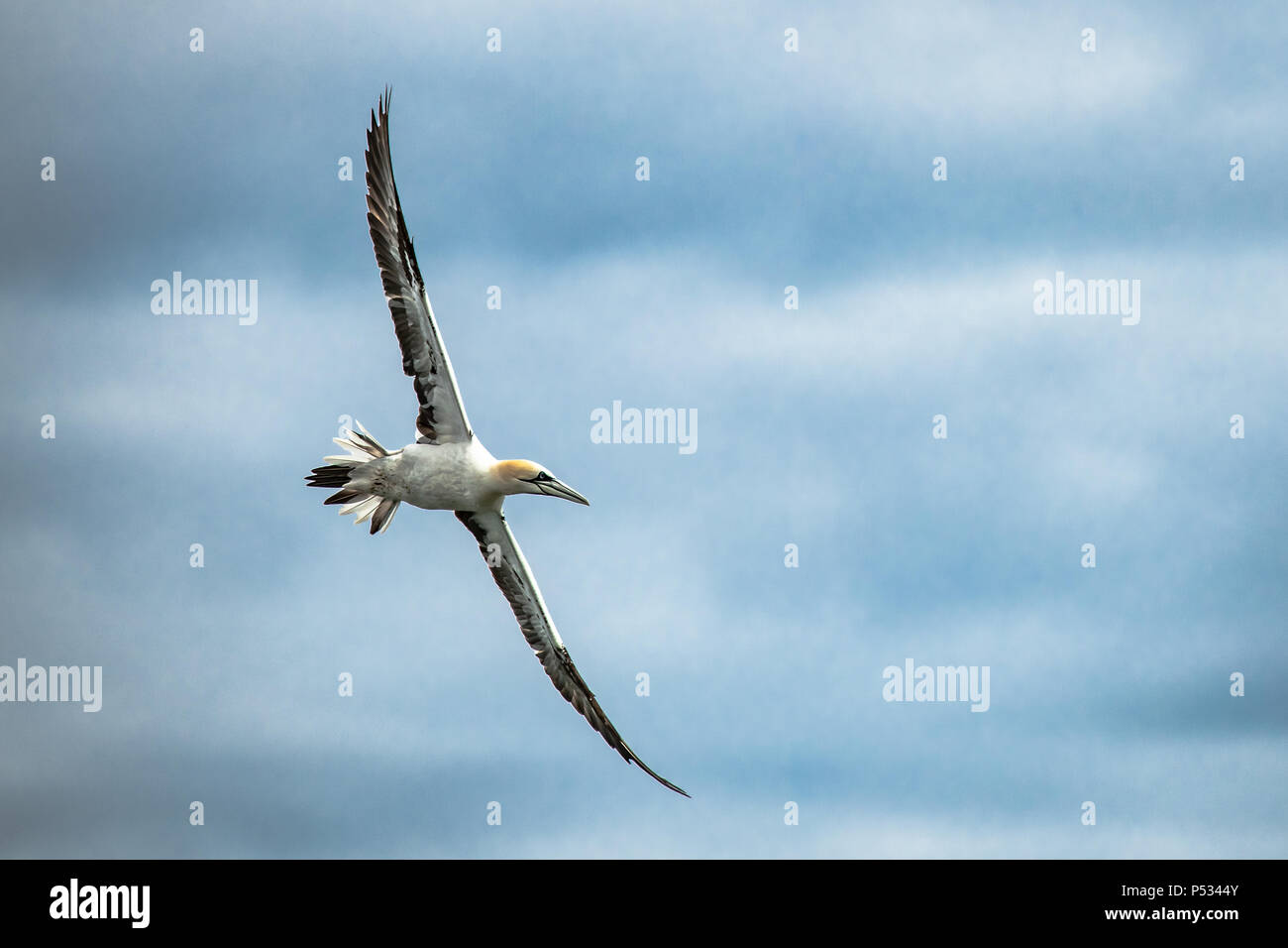 Wide wingspan birds hi-res stock photography and images - Alamy