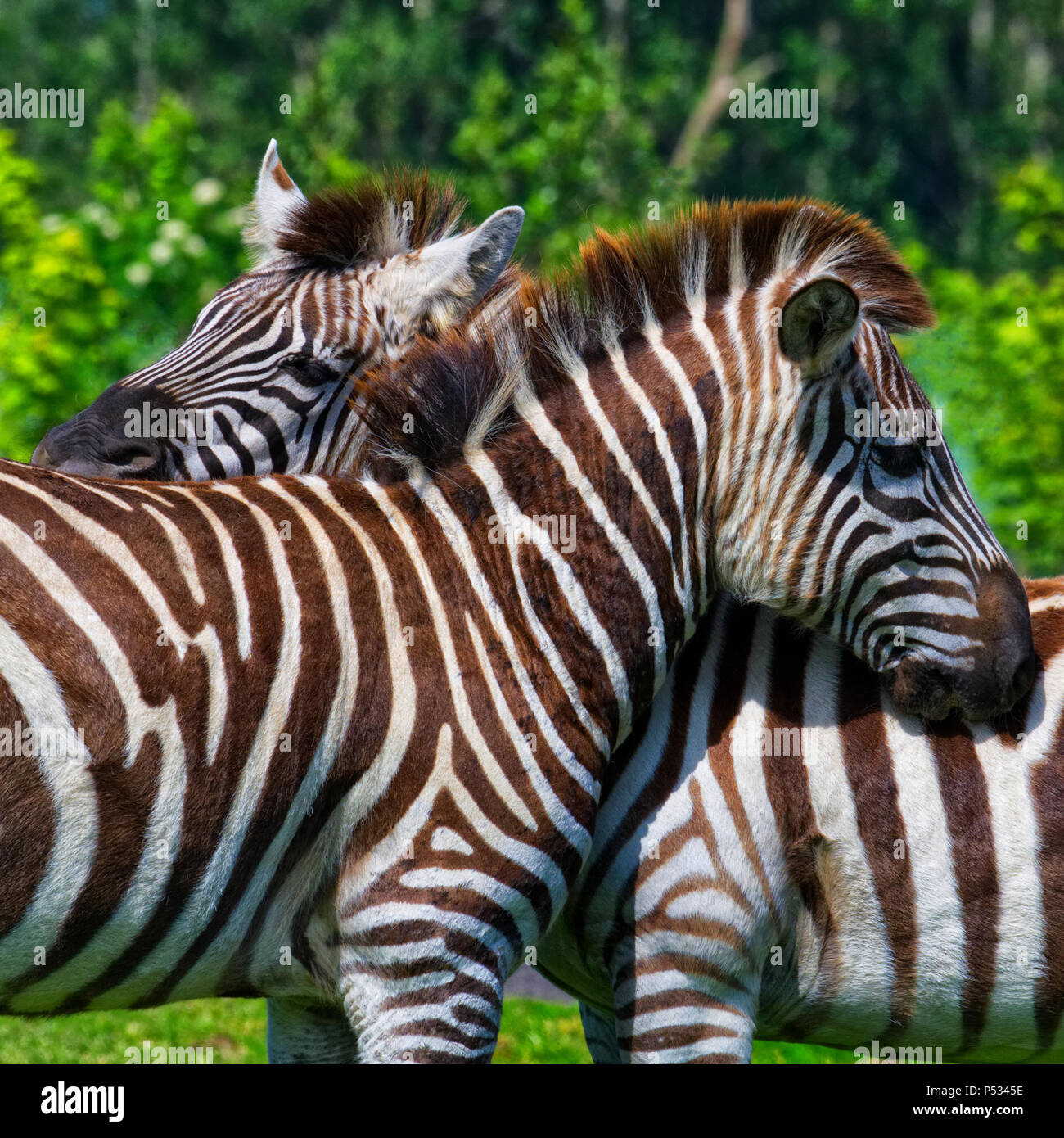 Hugging zebras hi-res stock photography and images - Alamy