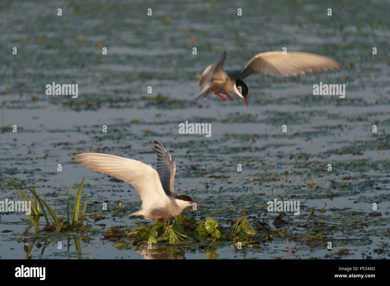 Coming back home hi-res stock photography and images - Alamy
