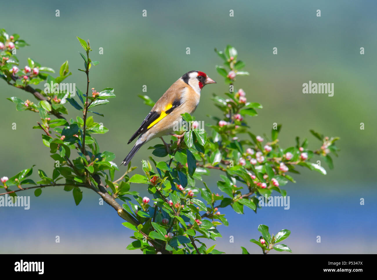 Goldfinch carduelis carduelis highly coloured hi-res stock photography ...