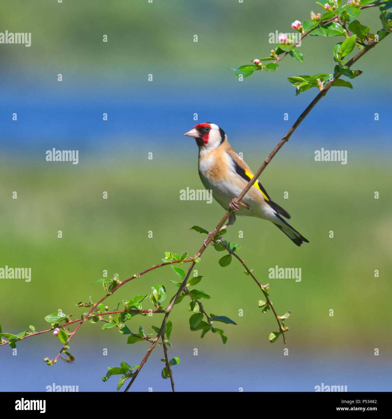 Goldfinch carduelis carduelis highly coloured hi-res stock photography ...