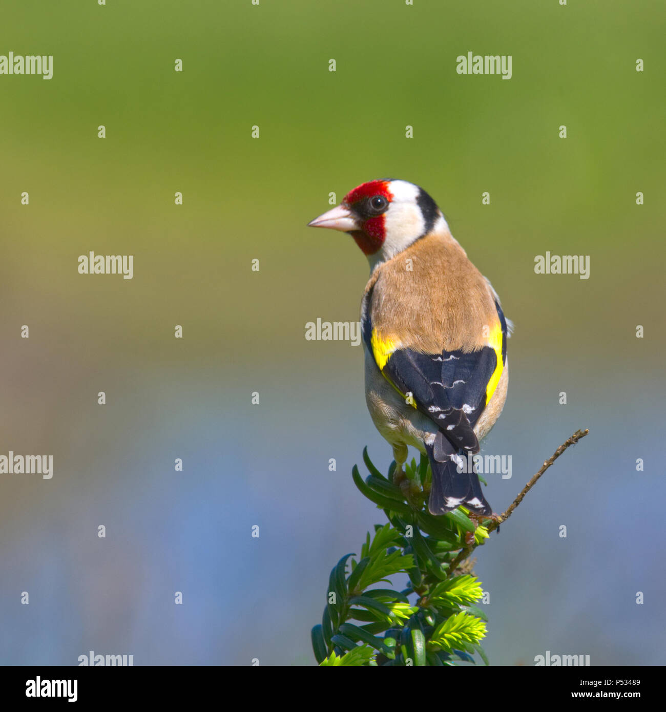 Goldfinch carduelis carduelis highly coloured hi-res stock photography ...