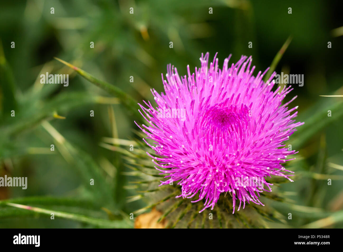 Spear thistle, Cirsium vulgare, growing wild on Turbary Common Local ...
