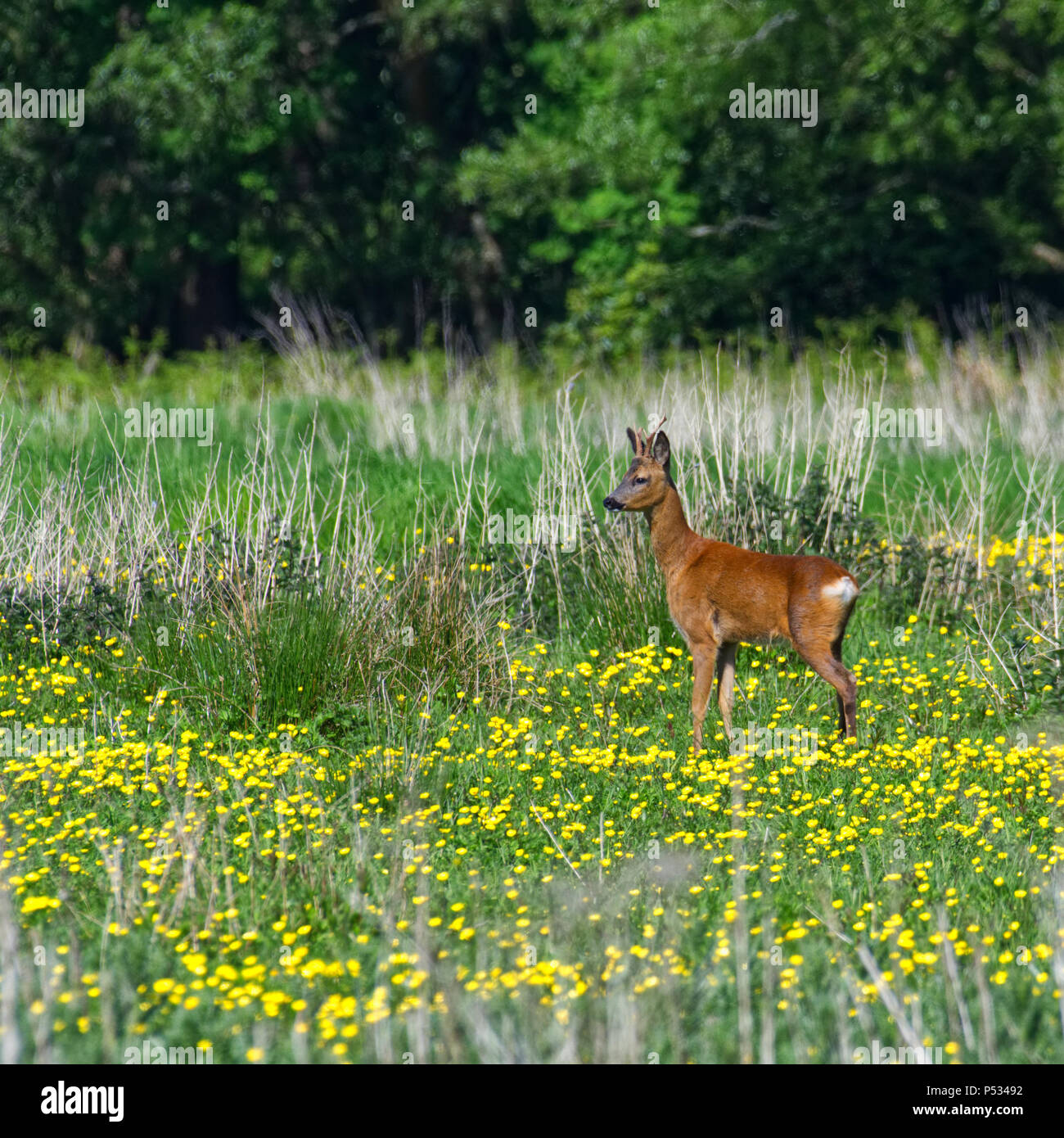 Eurasian roe deer hi-res stock photography and images - Alamy