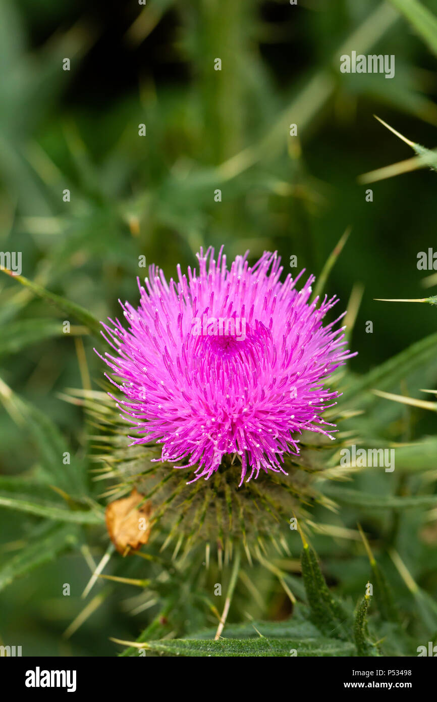 Spear thistle, Cirsium vulgare, growing wild on Turbary Common Local ...