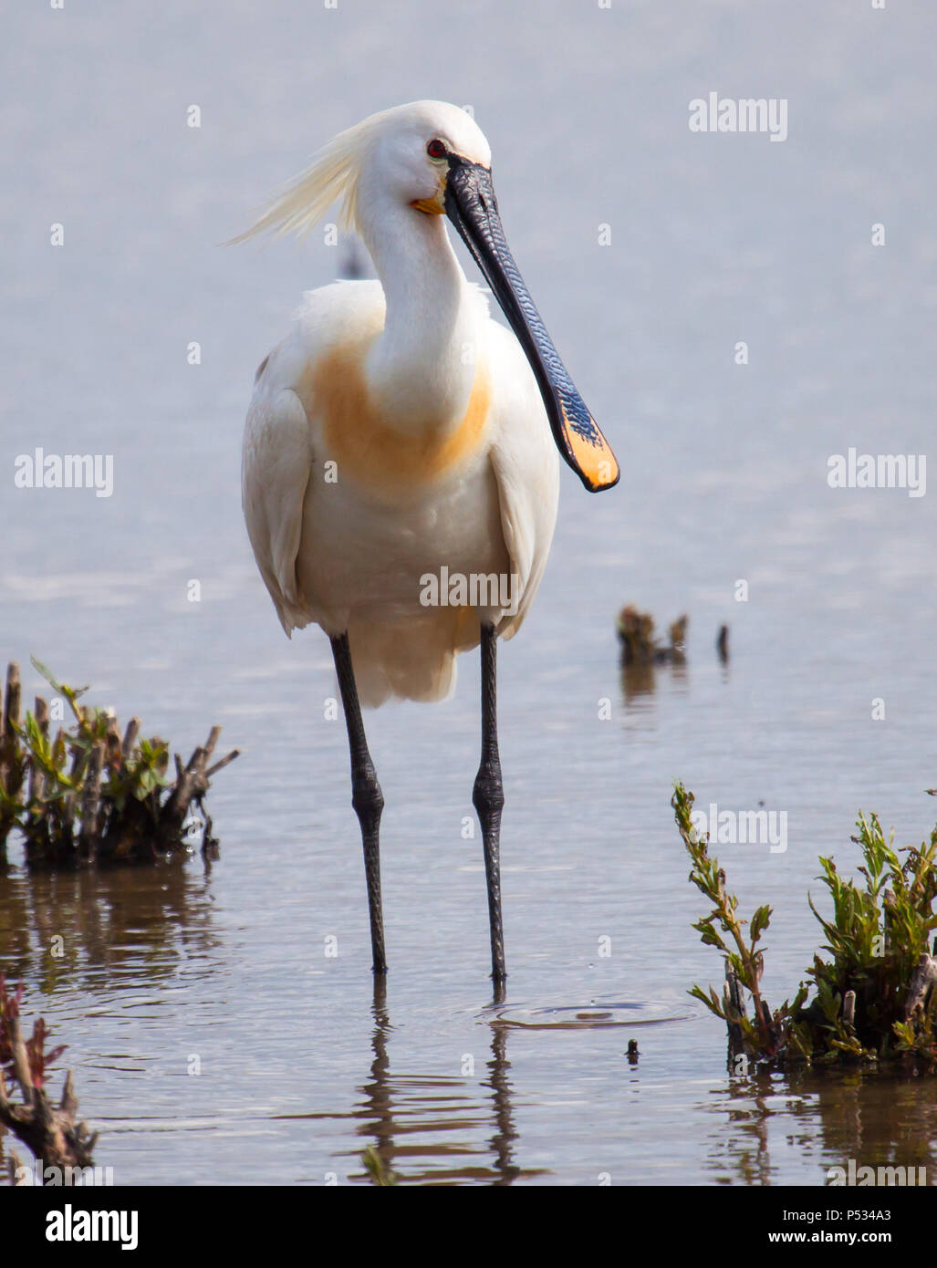 Close views of Spoonbill at Slimbridge WWT Stock Photo - Alamy