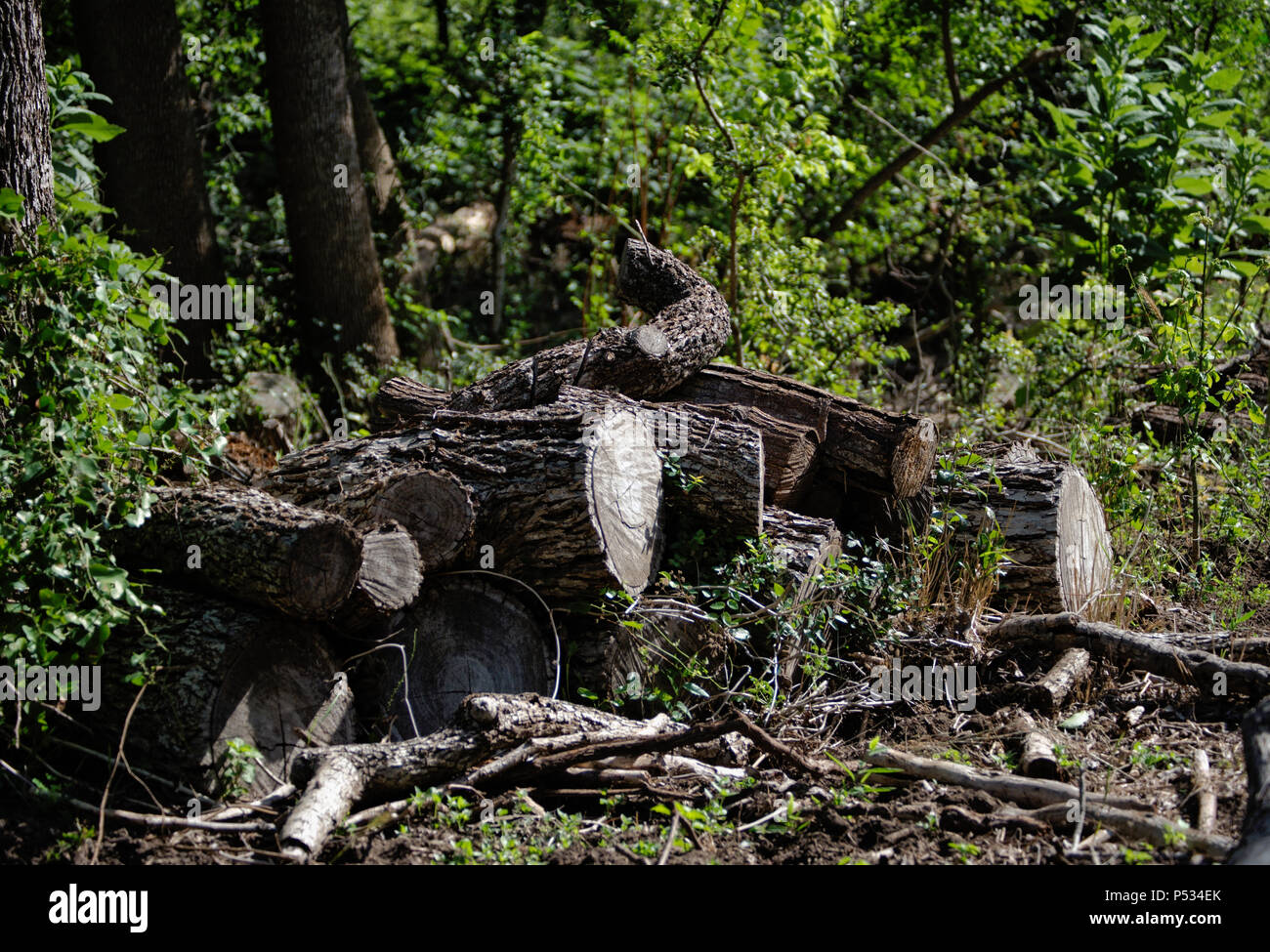 Chopped oak tree logs in a pile in rural Texas Stock Photo - Alamy