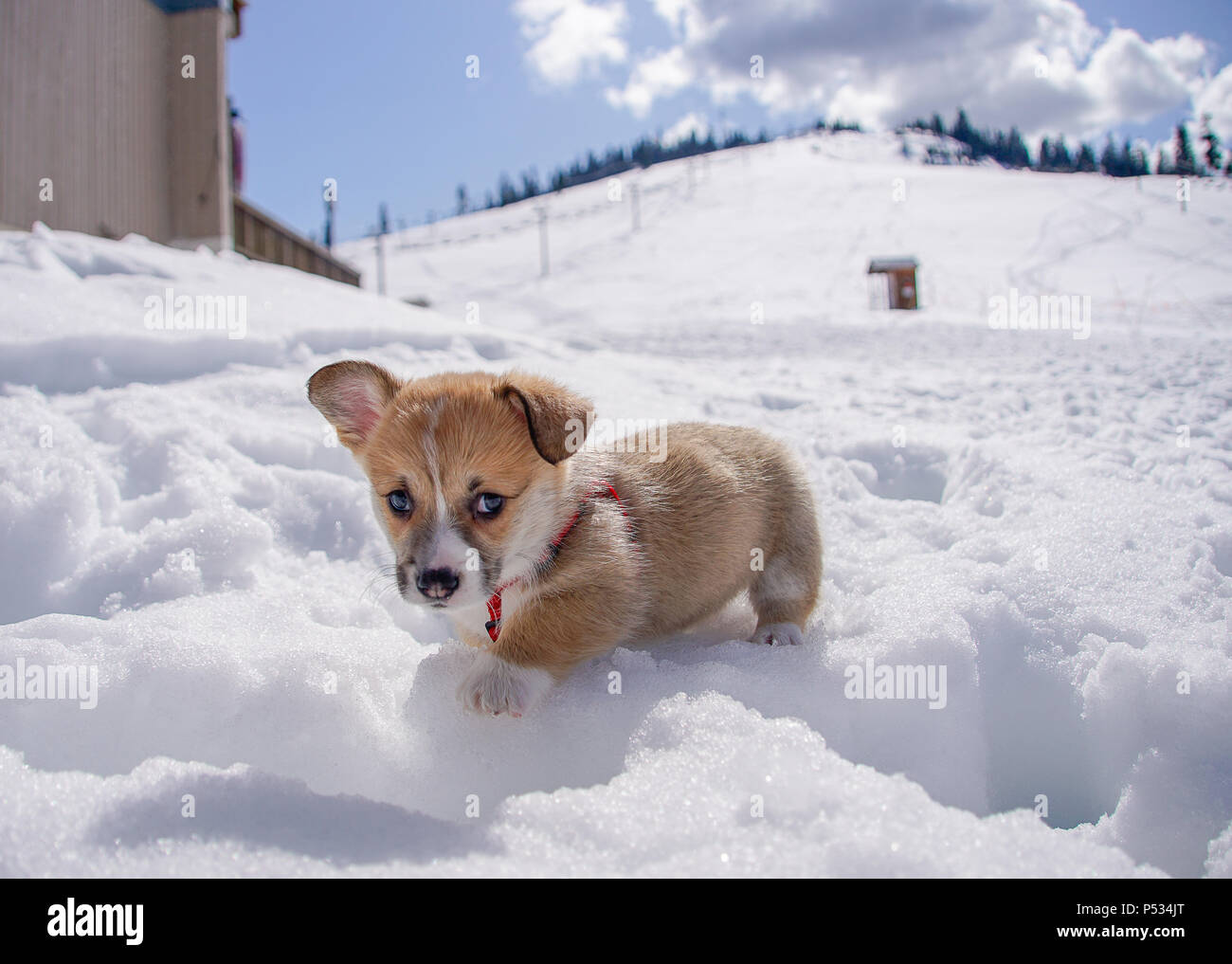 Little corgi hi-res stock photography and images - Alamy