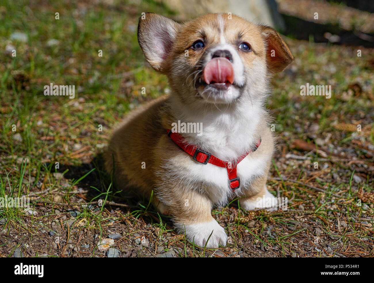 Little welsh corgi dog hi-res stock photography and images - Alamy