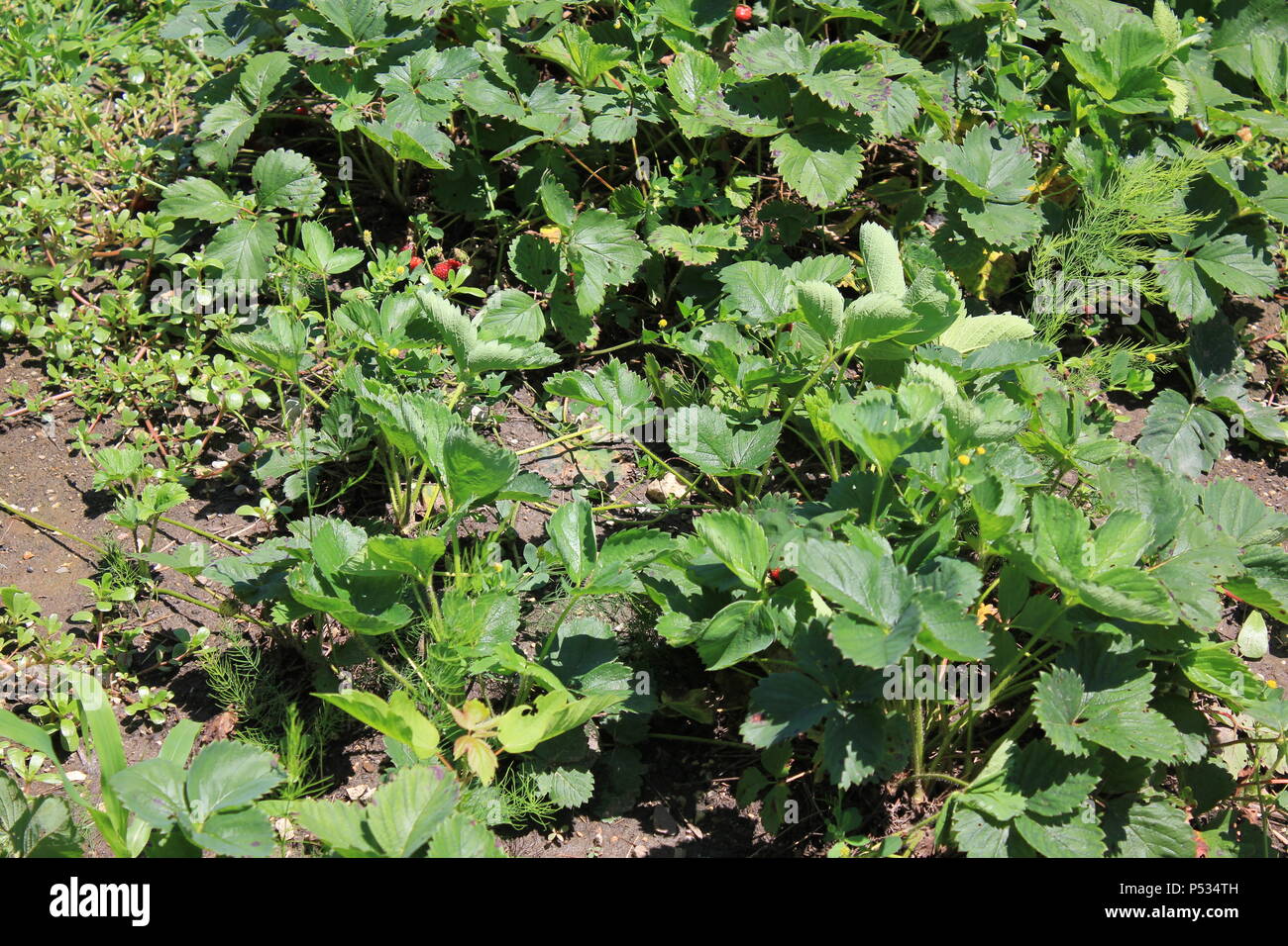 Strawberry plantings hi-res stock photography and images - Alamy